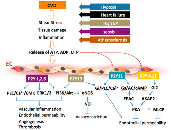 P2Y Purinergic Receptors, Endothelial Dysfunction, and Cardiovascular ...