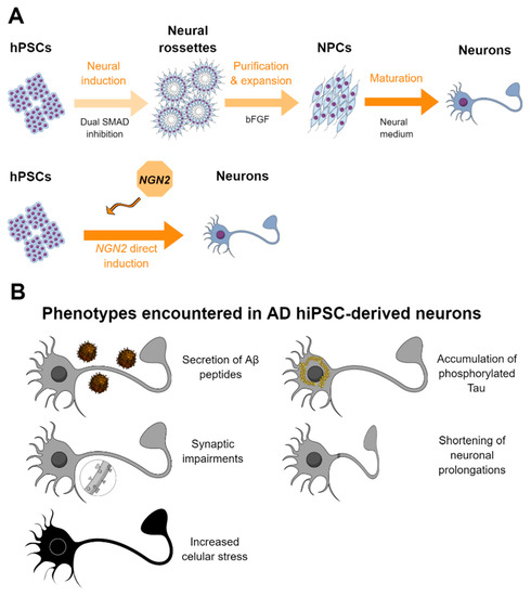 Human Pluripotent Stem Cell-Derived Neural Cells as a Relevant Platform for Drug Screening in ...