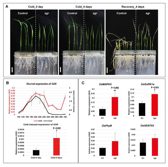 Systematic Analysis of Cold Stress Response and Diurnal Rhythm Using ...