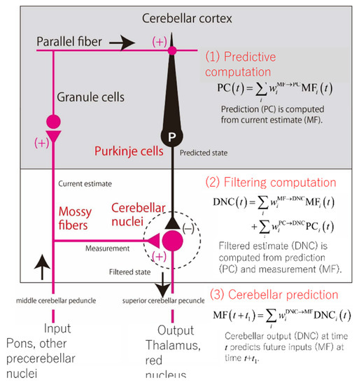 Interpositus Nucleus
