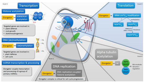 Plant Elongator—Protein Complex of Diverse Activities Regulates Growth ...