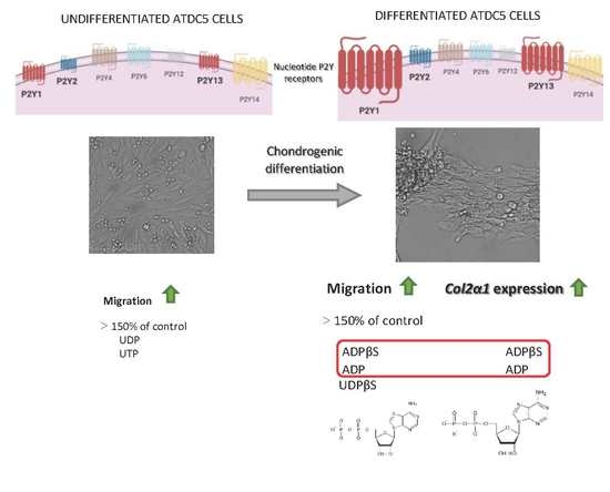 IJMS | Special Issue : Molecular Mechanisms of Lead Neurotoxicity