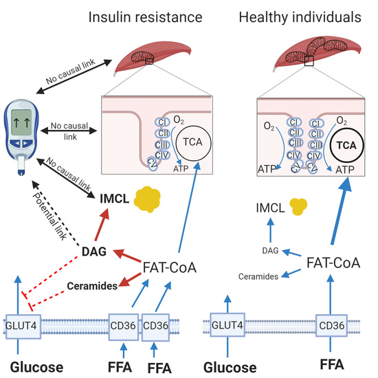 IJMS | Free Full-Text | Are Alterations in Skeletal Muscle Mitochondria ...