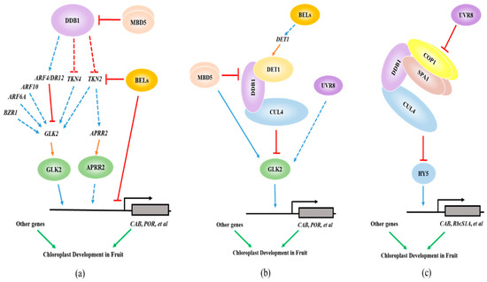 Progress on Understanding Transcriptional Regulation of Chloroplast ...