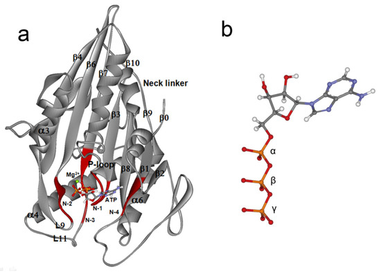 How Kinesin-1 Utilize the Energy of Nucleotide: The Conformational ...
