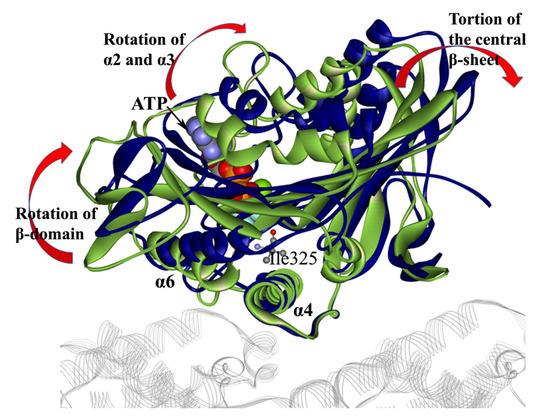 How Kinesin-1 Utilize the Energy of Nucleotide: The Conformational ...