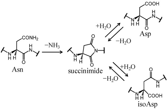 Mechanisms of Deamidation of Asparagine Residues and Effects of Main ...