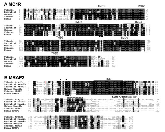 Melanocortin Receptor 4 (MC4R) Signaling System in Nile Tilapia