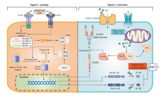 New Insights into the Mechanisms of Pyroptosis and Implications for ...