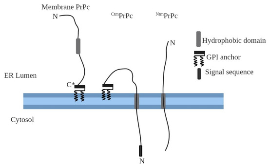 Cellular Prion Protein (PrPc): Putative Interacting Partners and ...