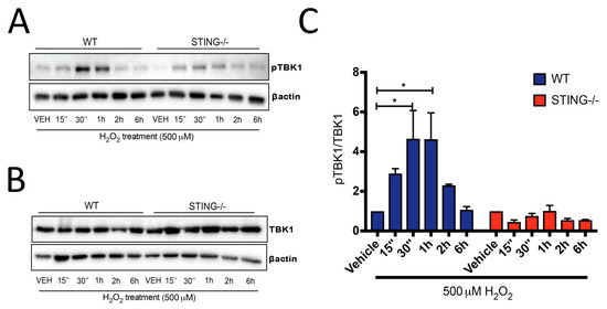 STING-Mediated Autophagy Is Protective against H2O2-Induced Cell Death