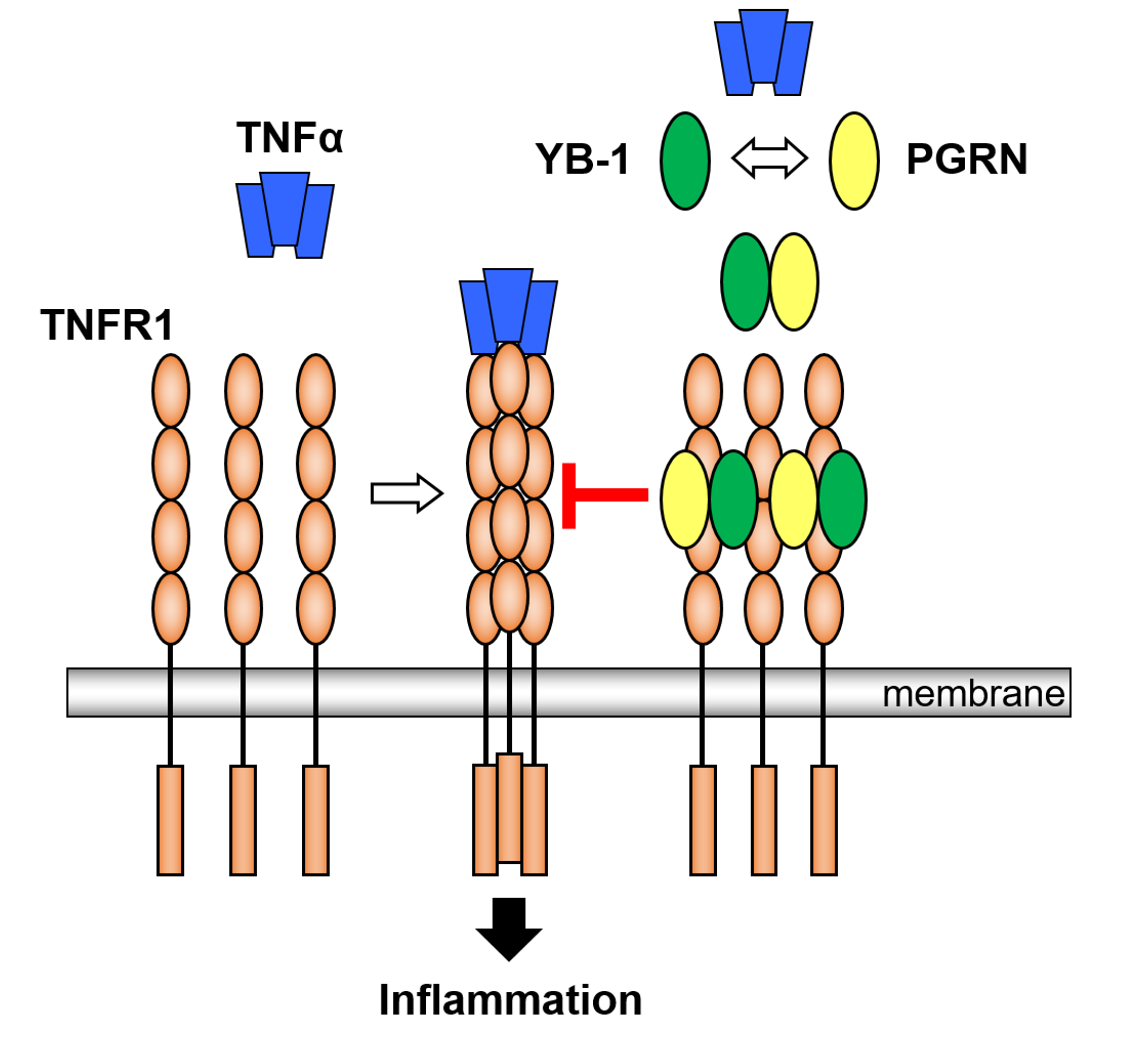 IJMS | Free Full-Text | YB-1 Interferes with TNFα–TNFR Binding and ...