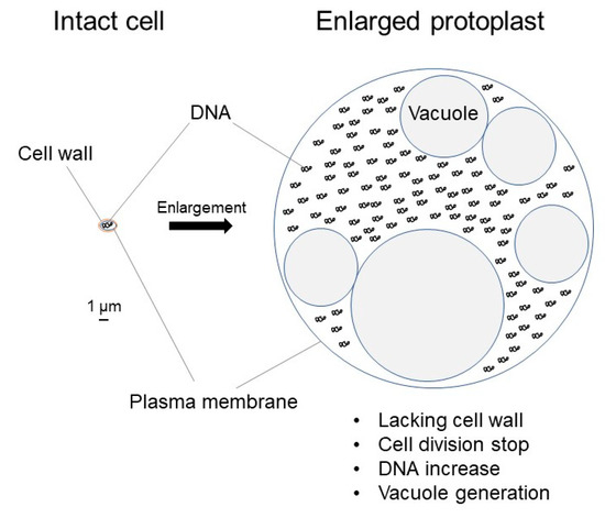 Factors That Affect the Enlargement of Bacterial Protoplasts and ...