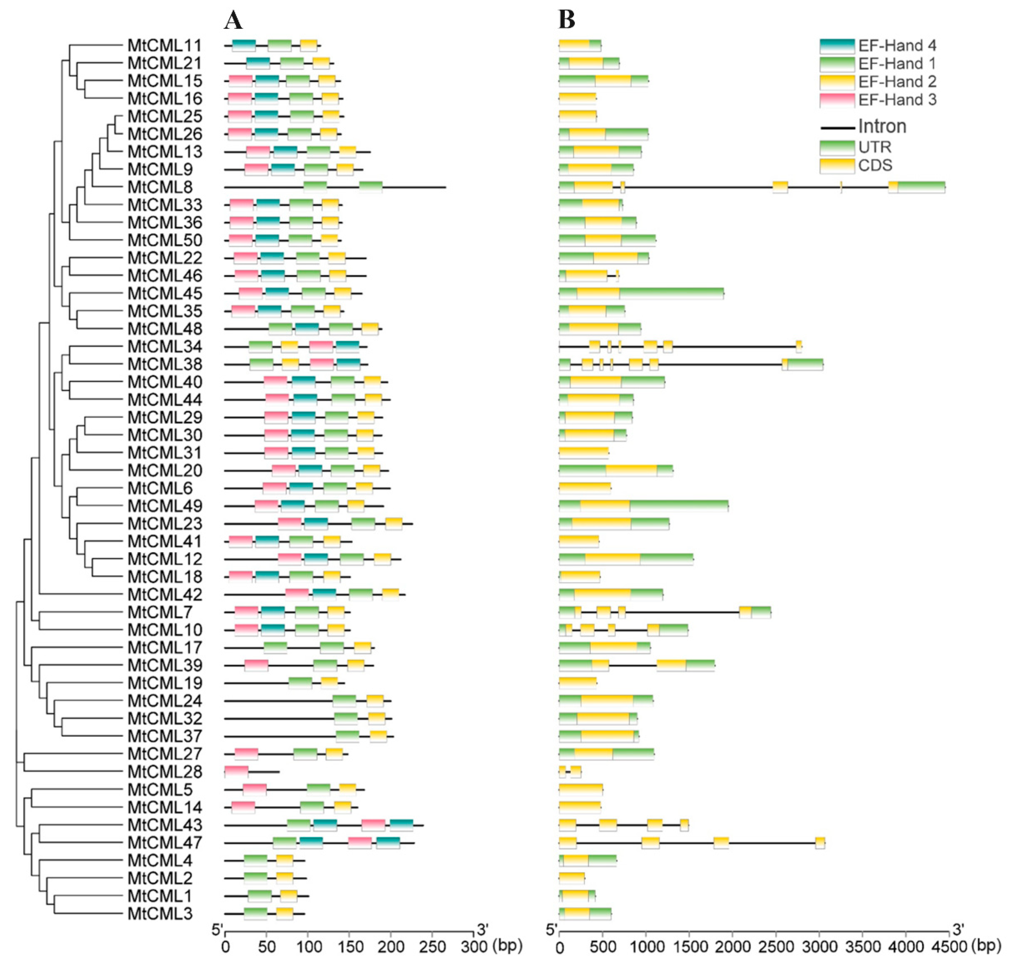 Calmodulin-Like (CML) Gene Family in Medicago truncatula: Genome-Wide ...