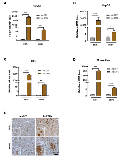 Orphan Nuclear Receptor ERRγ Is a Novel Transcriptional Regulator of IL ...