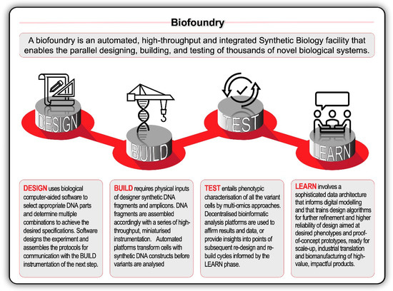 Drawing on the Past to Shape the Future of Synthetic Yeast Research