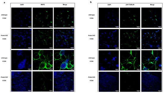 Deletion of the Prdm3 Gene Causes a Neuronal Differentiation Deficiency ...