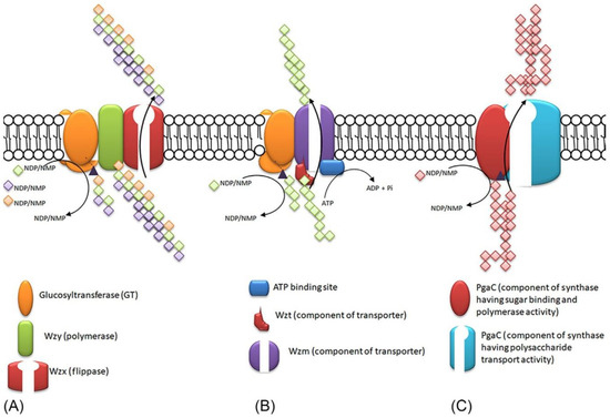 Modifying the Cyanobacterial Metabolism as a Key to Efficient ...