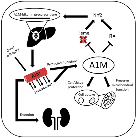 The Role of α1-Microglobulin (A1M) in Erythropoiesis and Erythrocyte ...