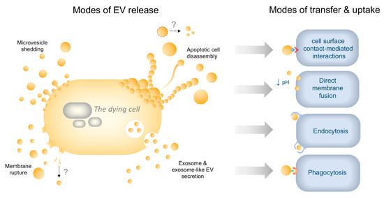 Stoking the Fire: How Dying Cells Propagate Inflammatory Signalling ...