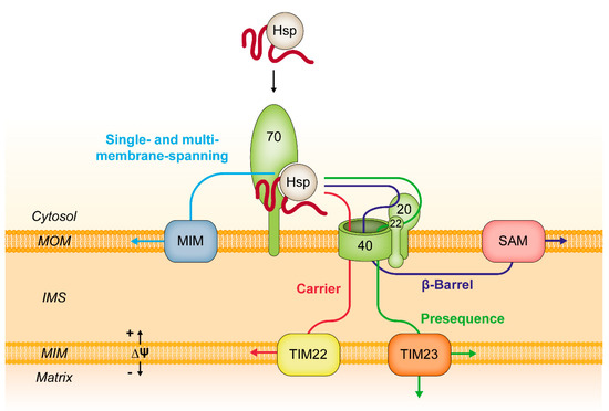 The Mitochondrial Outer Membrane Protein Tom70-Mediator in Protein ...