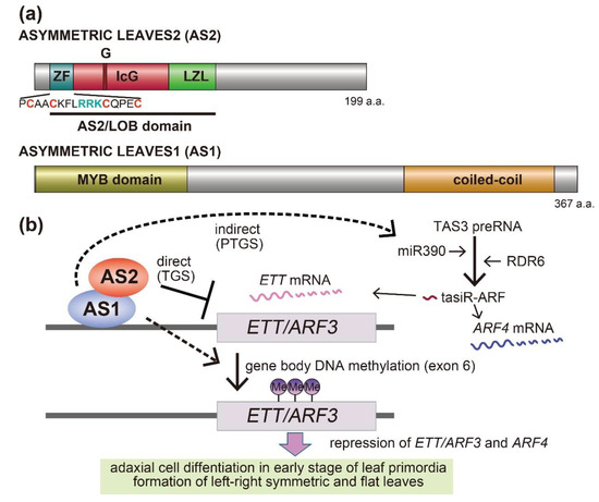 Roles of ASYMMETRIC LEAVES2 (AS2) and Nucleolar Proteins in the Adaxial ...
