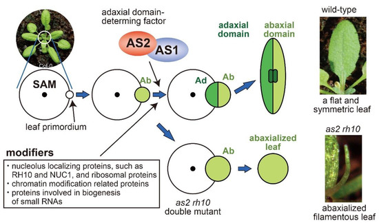 Roles of ASYMMETRIC LEAVES2 (AS2) and Nucleolar Proteins in the Adaxial ...