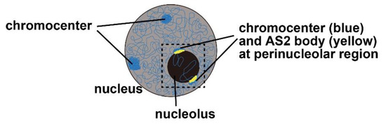 Roles of ASYMMETRIC LEAVES2 (AS2) and Nucleolar Proteins in the Adaxial ...