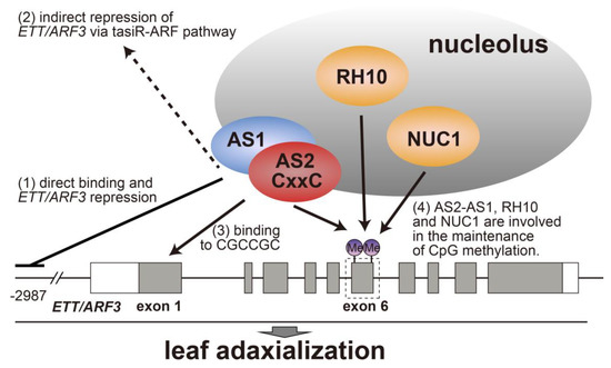 Roles of ASYMMETRIC LEAVES2 (AS2) and Nucleolar Proteins in the Adaxial ...