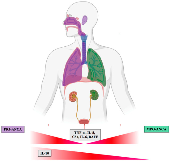 Immunopathogenesis of ANCA-Associated Vasculitis