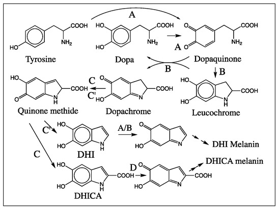 Nonenzymatic Spontaneous Oxidative Transformation of 5,6-Dihydroxyindole