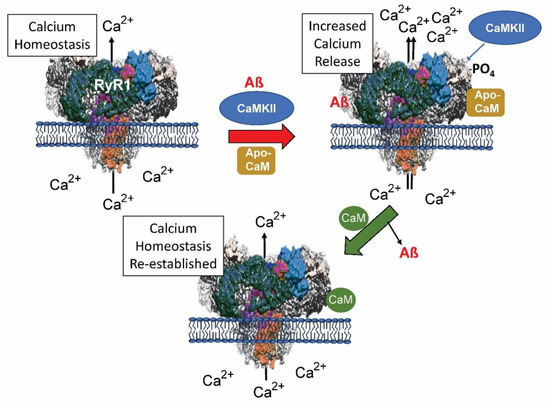 Calmodulin Binding Proteins and Alzheimer’s Disease: Biomarkers ...