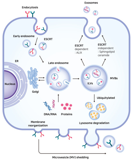 The Biological Function and Therapeutic Potential of Exosomes in Cancer ...