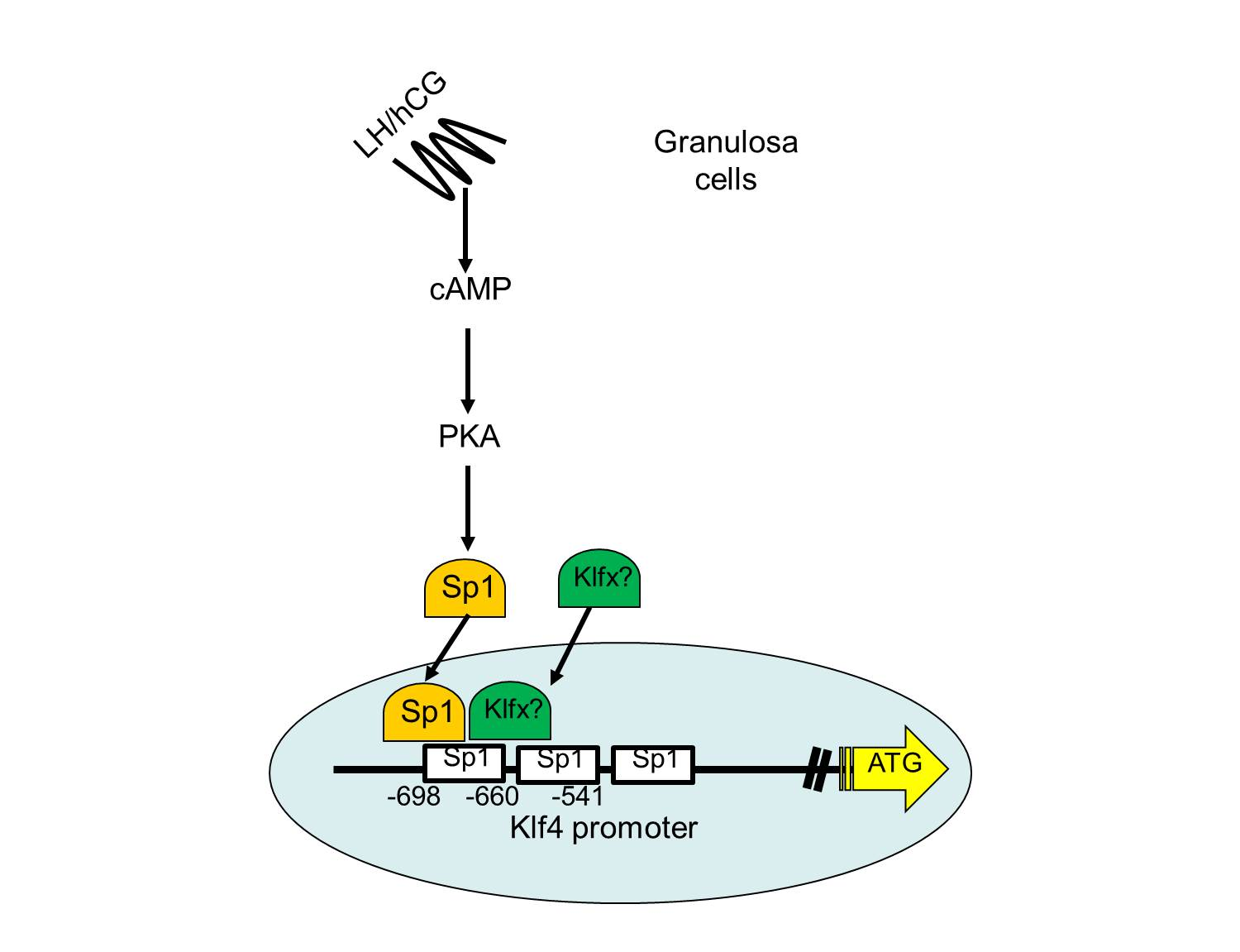 IJMS | Free Full-Text | LH-induced Transcriptional Regulation of Klf4 Expression in Granulosa ...