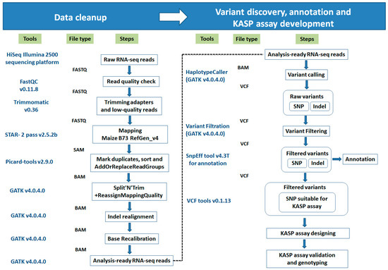 IJMS | Free Full-Text | Genome-Wide Development and Validation of Cost ...