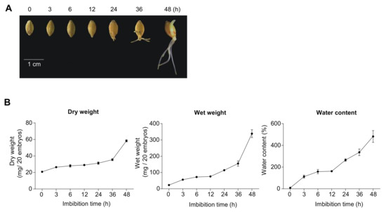 Conserved and Opposite Transcriptome Patterns during Germination in ...