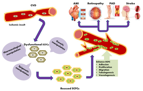 IJMS | Free Full-Text | Therapeutic Potential of Endothelial Colony ...
