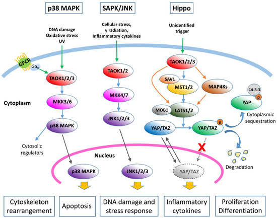 The Diverse Roles of TAO Kinases in Health and Diseases