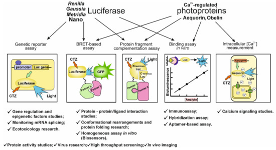 Coelenterazine-Dependent Luciferases as a Powerful Analytical Tool for ...