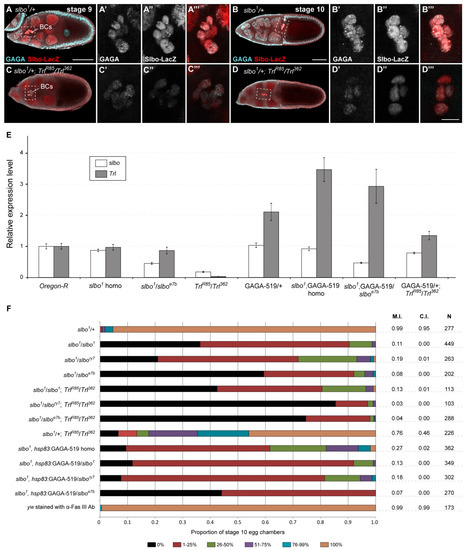 GAGA Regulates Border Cell Migration in Drosophila