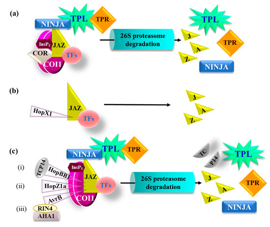 Jasmonic Acid at the Crossroads of Plant Immunity and Pseudomonas ...