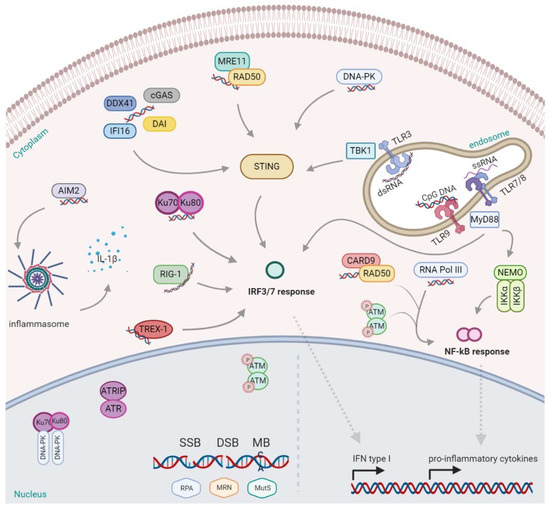 DNA Damage Response and Immune Defense