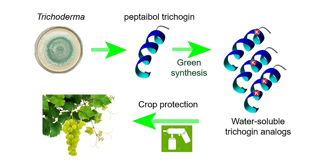 IJMS | Free Full-Text | Targeted Amino Acid Substitutions in a Trichoderma Peptaibol Confer ...