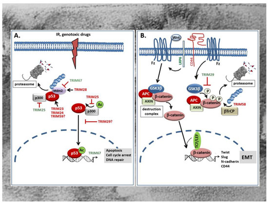 Multifaceted Roles of TRIM Proteins in Colorectal Carcinoma