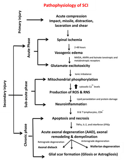 Spinal Cord Injury: Pathophysiology, Multimolecular Interactions, and ...