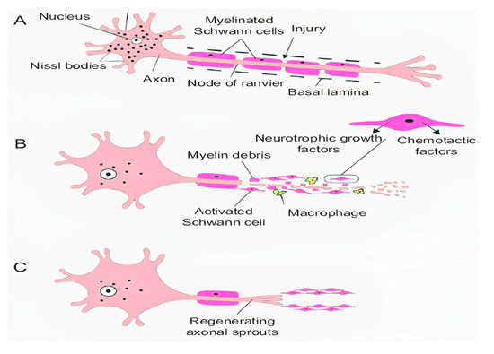 Spinal Cord Injury: Pathophysiology, Multimolecular Interactions, and ...