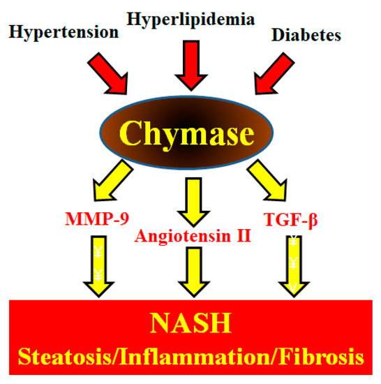 Chymase as a Possible Therapeutic Target for Amelioration of Non ...