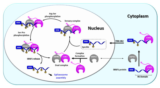 Cdc-Like Kinases (CLKs): Biology, Chemical Probes, and Therapeutic ...