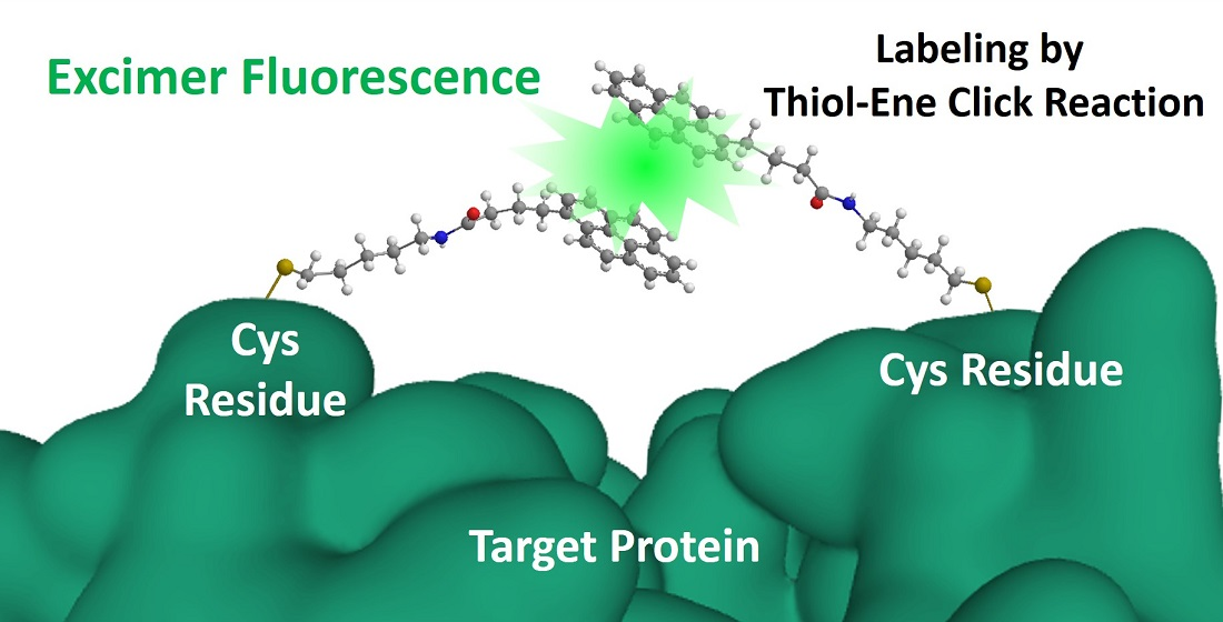 IJMS | Free Full-Text | Pyrene Excimer-Based Fluorescent Labeling of ...
