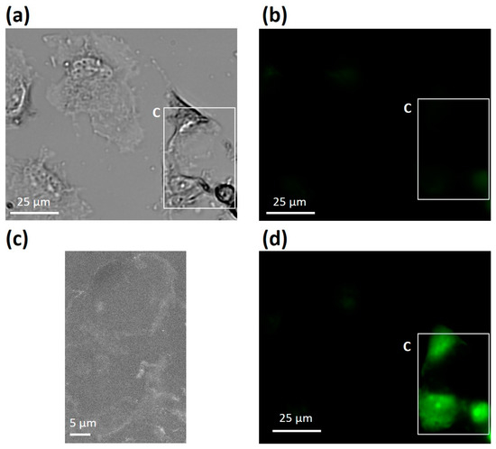 IJMS | Free Full-Text | Pyrene Excimer-Based Fluorescent Labeling of ...